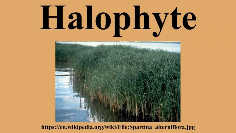 Halophytes – IAS4Sure