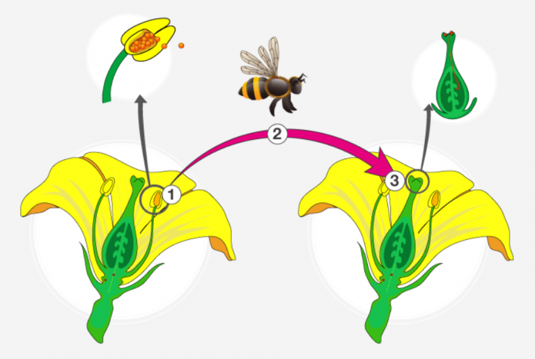 Moths role in Pollination – UPSC Prelims – IAS4Sure