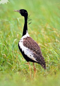 Lesser Florican – UPSC Prelims – IAS4Sure